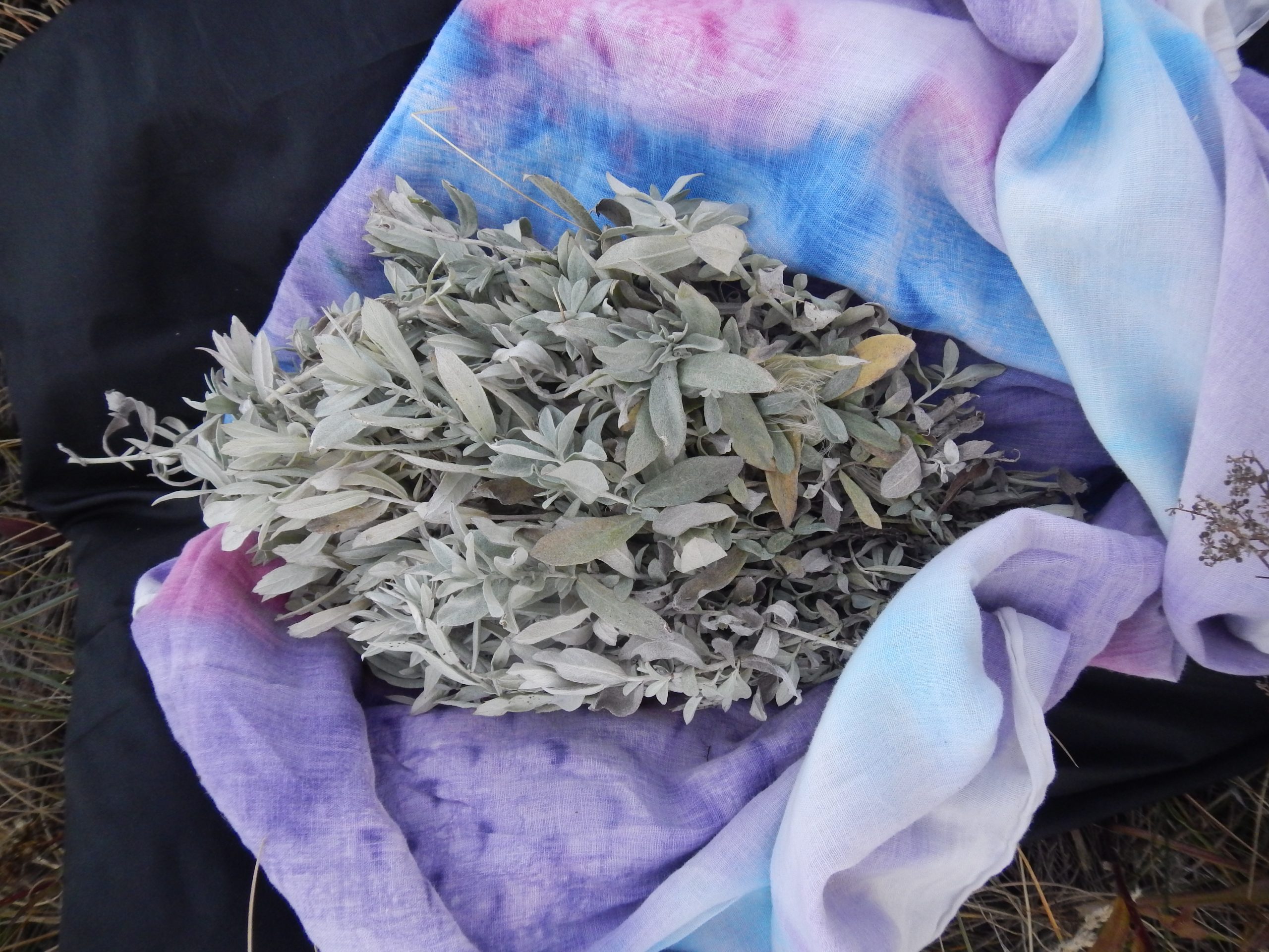 The Sacred Gathering of Sage and Women - Motivated by Nature